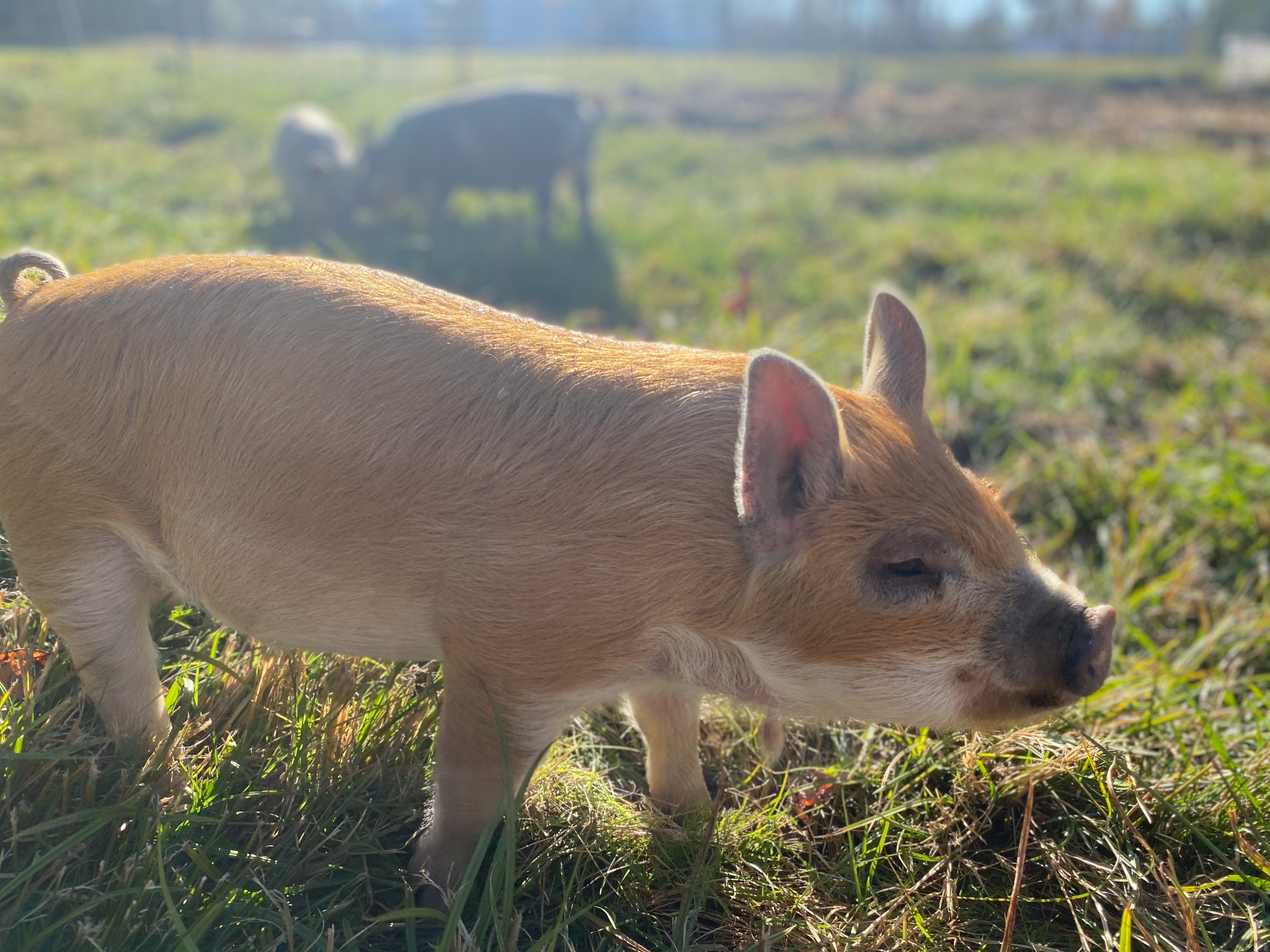 Why Idaho Pasture Pigs?