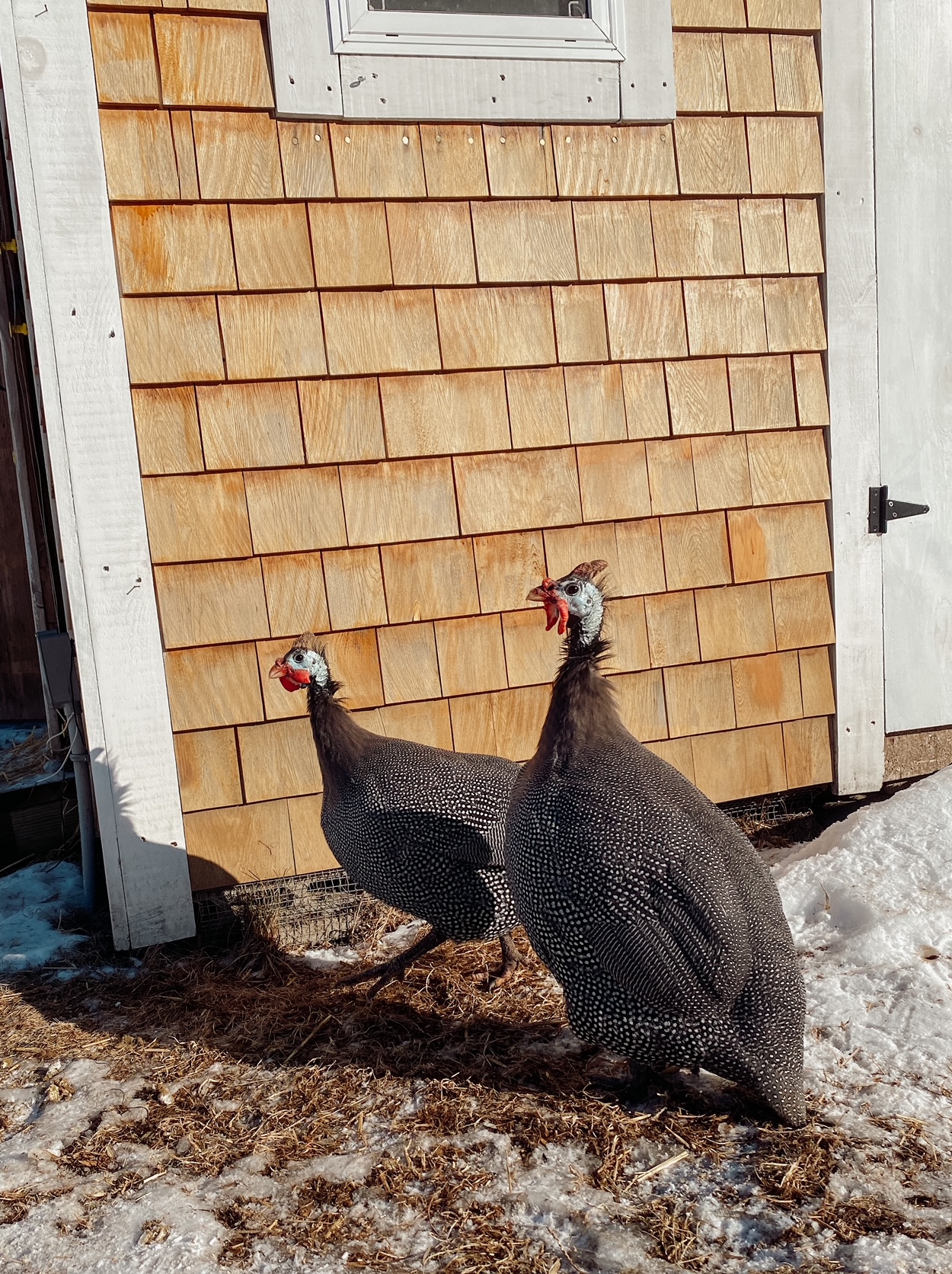Adding Guinea Fowl to the Flock