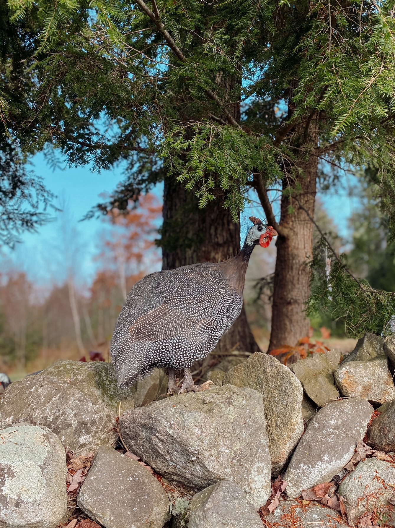 Adding Guinea Fowl to the Flock